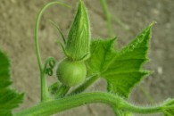 Mini Pumpkins | Smarty Plants - Plants for Kids