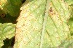 Mint Rust | Smarty Plants - Plants for Kids