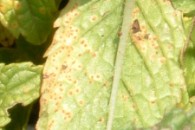 Mint Rust | Smarty Plants - Plants for Kids