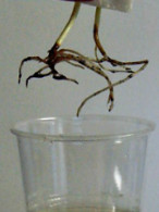 Root Rot Disease | Smarty Plants - Plants for Kids